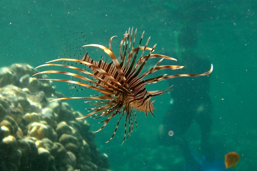 10 Things You Need to Know About Lionfish